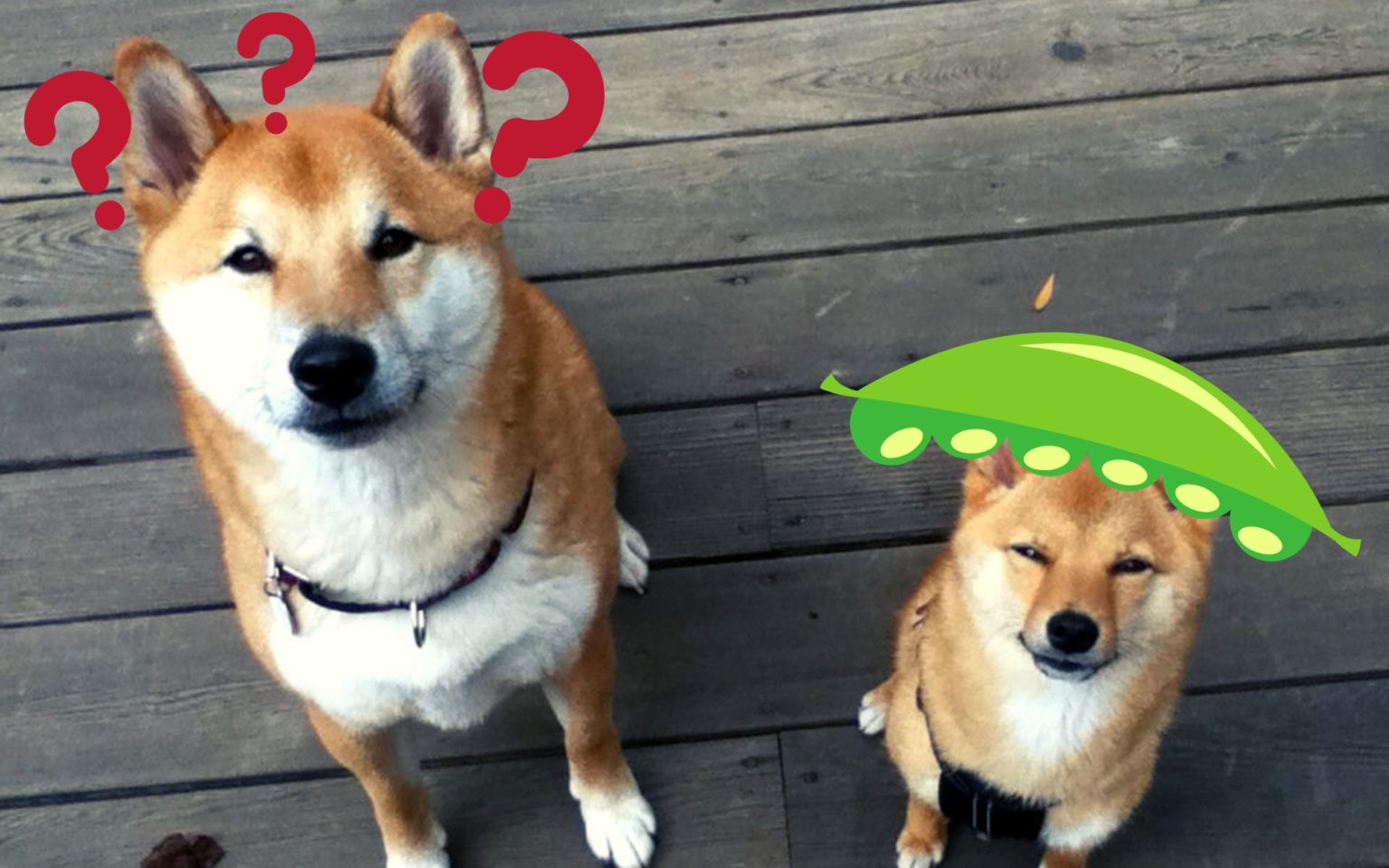 🐾 Mame Shiba Inu, le mini Shiba [GUIDE]